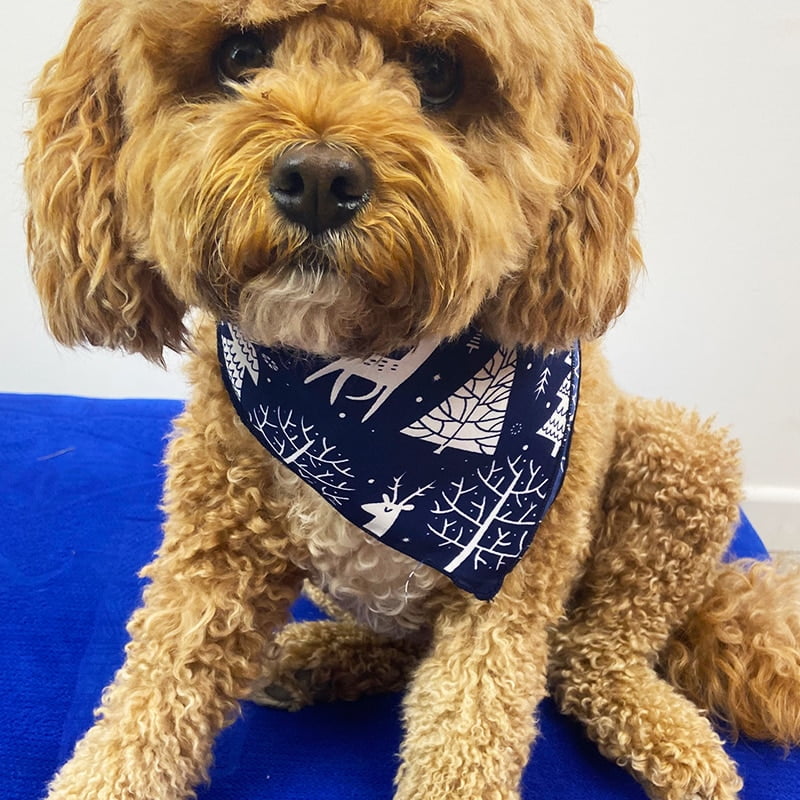 Reindeer Navy Christmas Bandana – TropicoolClothing